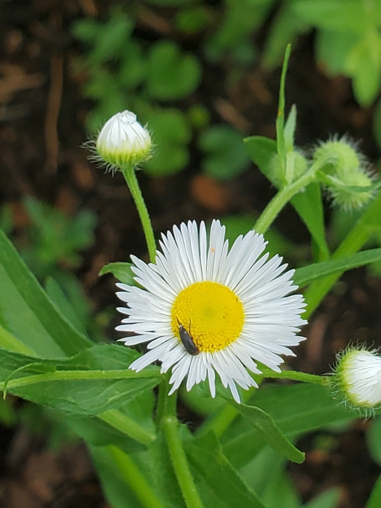 Cucujiform Beetles from Raleigh, NC 27607, USA on May 18, 2024 at 10:37 ...
