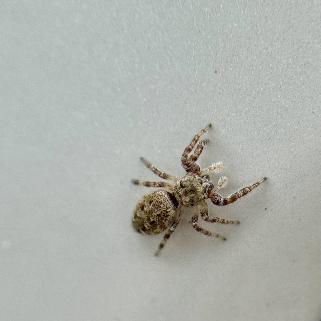 Peppered Jumping Spider from S Main St, Jefferson, NC, US on May 18 ...