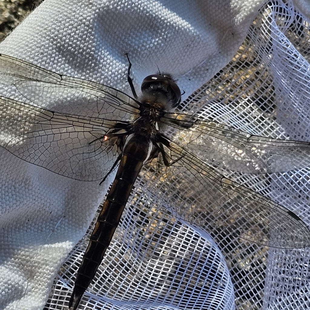 Spiny Baskettail from Parry Sound District, ON, Canada on May 18, 2024 ...