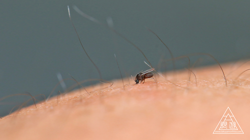 Observations by ganyu · iNaturalist