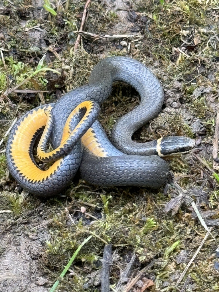 ring-necked snake from Arnold Ln, Hillsboro, VA, US on May 18, 2024 at ...