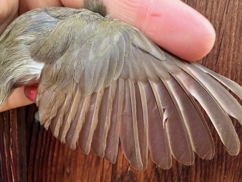 Swainson's Warbler from PA-381, Rector, PA, US on May 11, 2023 at 12:00 ...