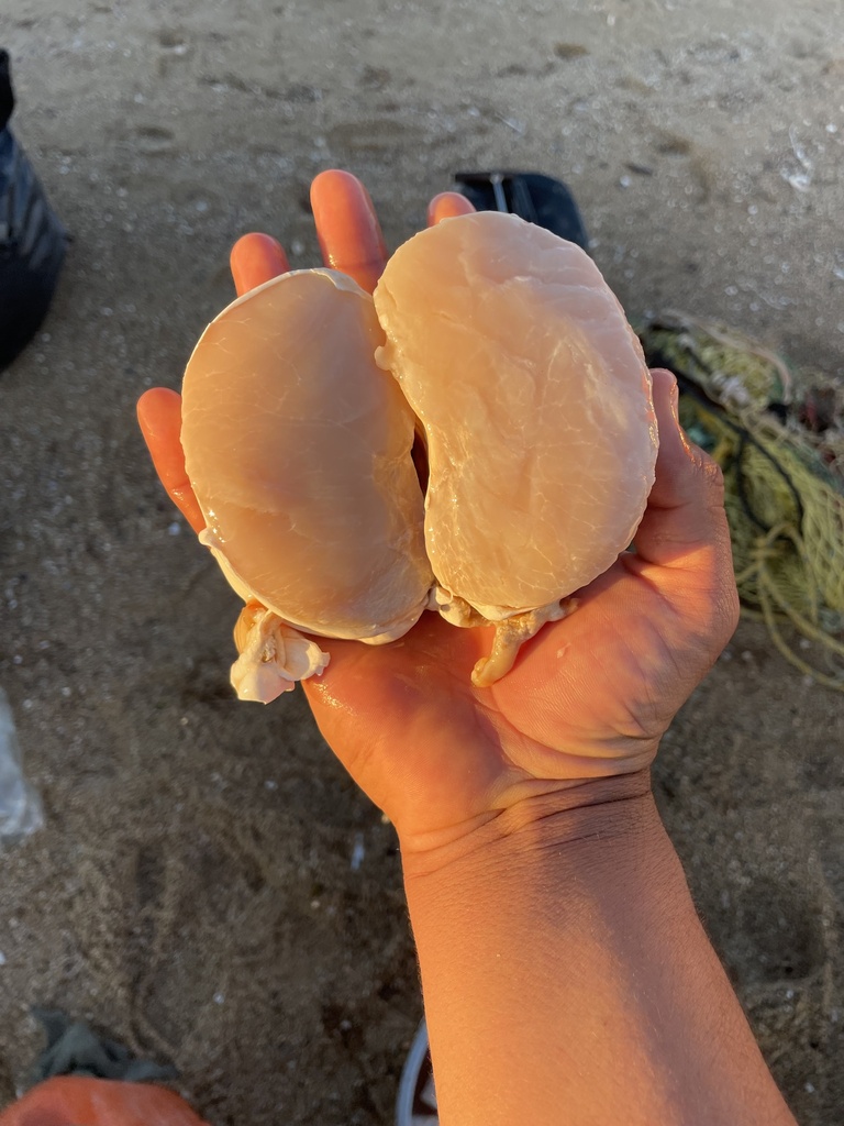 Pen Shells from Golfo de California, MX on May 18, 2024 at 05:32 PM by ...