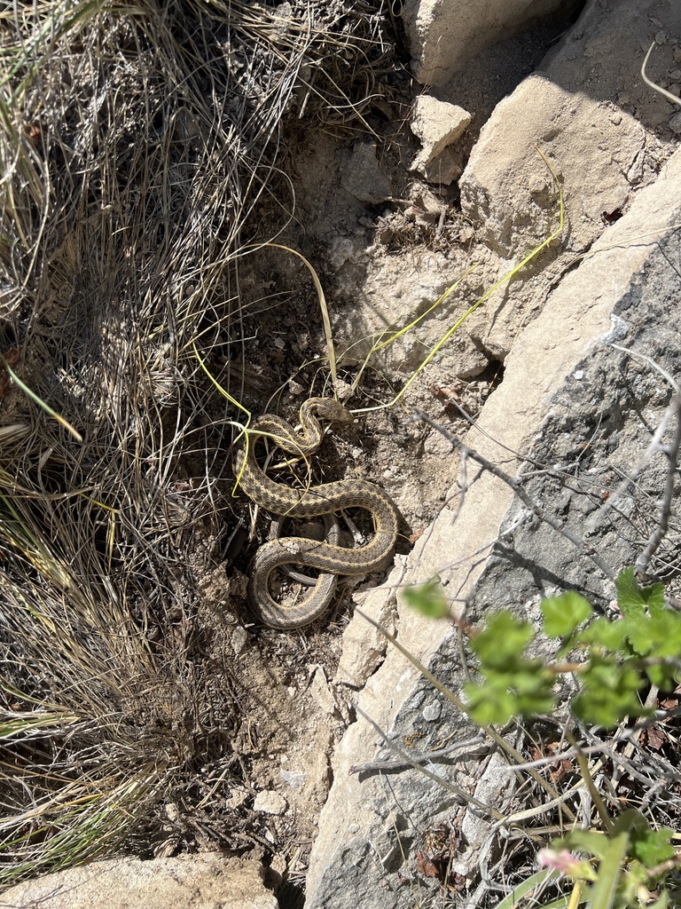 Western Terrestrial Garter Snake in May 2024 by Matt Rasmussen ...