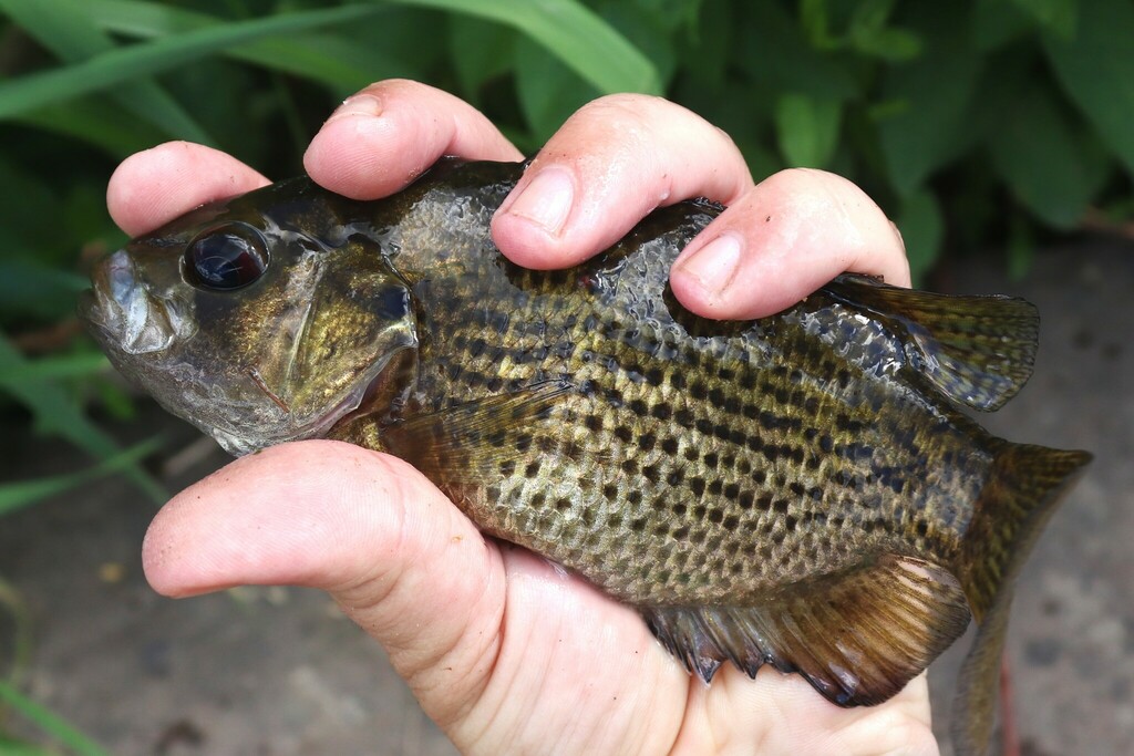 Rock Bass in May 2024 by brandonh1 · iNaturalist