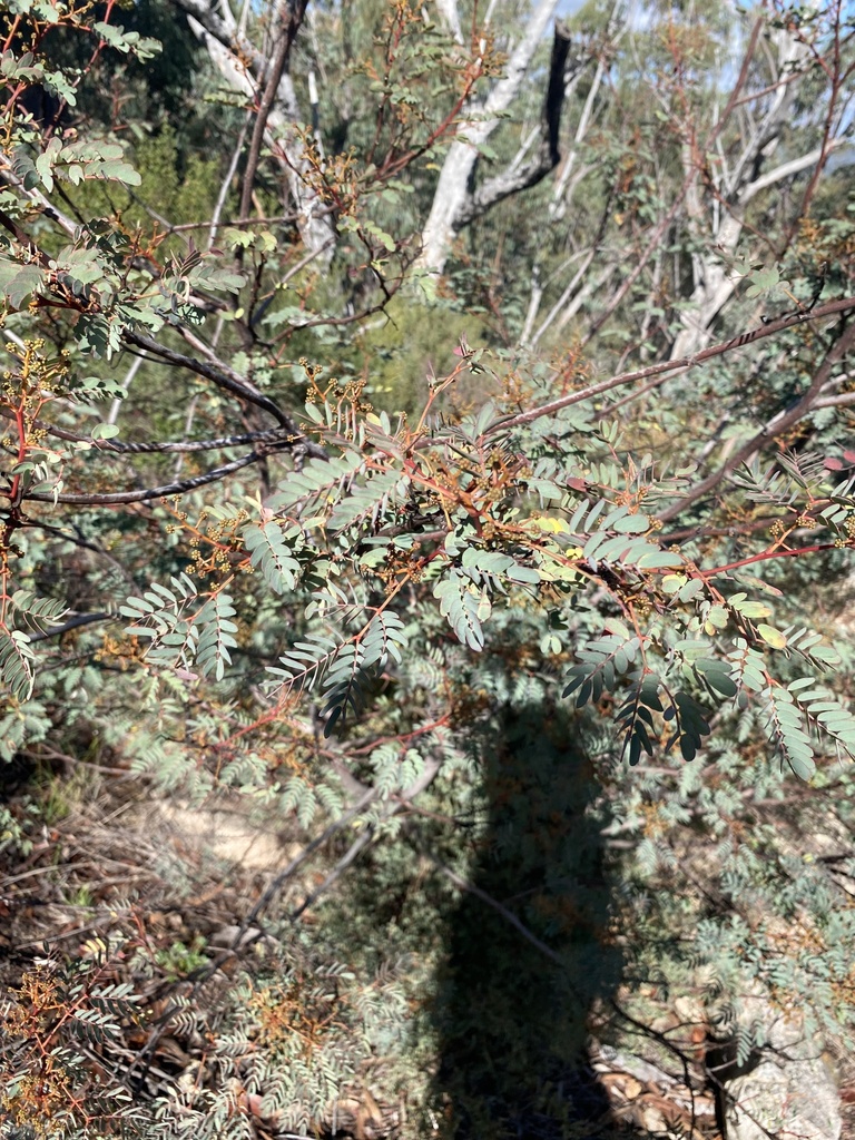 Red Stem Wattle from Girraween National Park, Girraween, QLD, AU on May ...