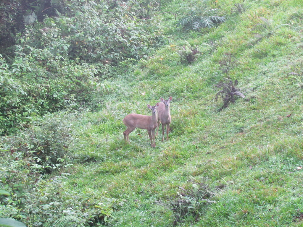 White-tailed Deer from Vara Blanca, Heredia Province, Costa Rica on May ...