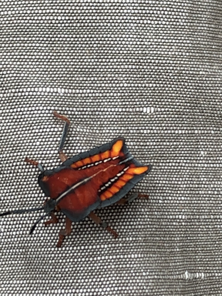 Lychee Stink Bug from Taiwan, Nangang District, TPE, TW on May 17, 2024 ...