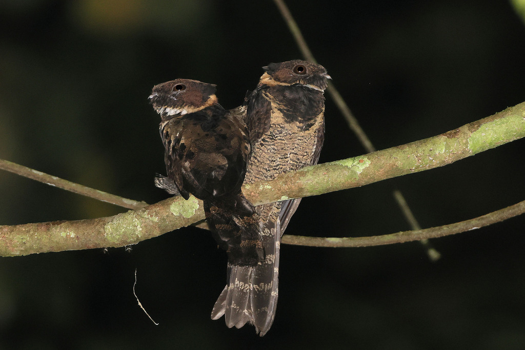 Great Eared Nightjar from Bolaang Mongondow Regency, North Sulawesi ...