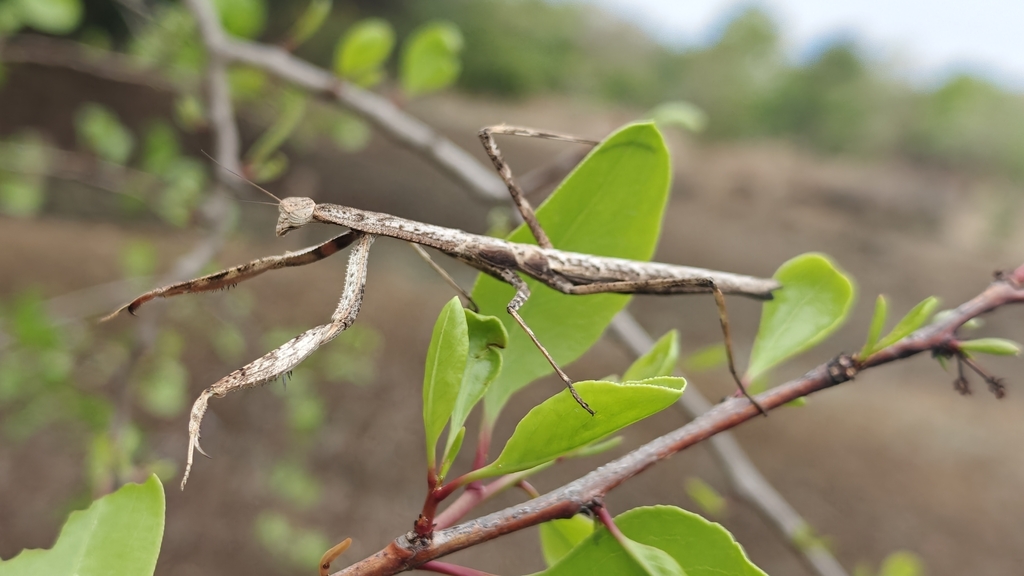 Deiphobe from 7VXC+5C, Godamguda, Telangana 501101, India on May 19 ...