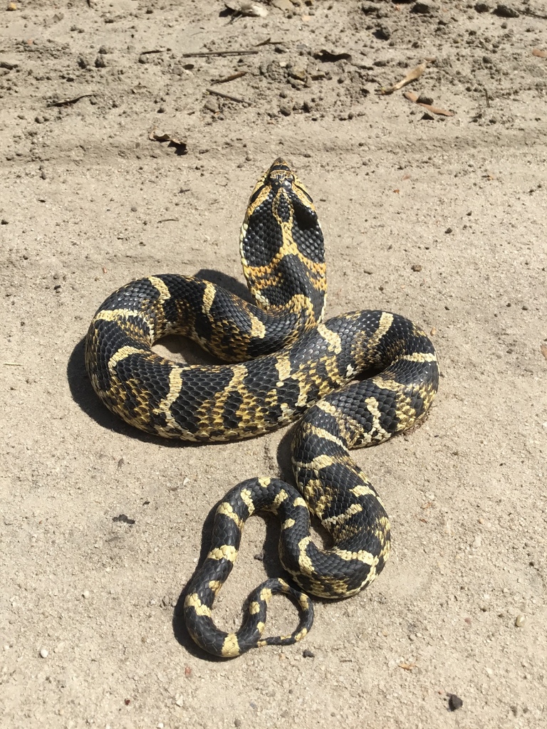 Eastern Hognose Snake in March 2019 by bald_guypress · iNaturalist
