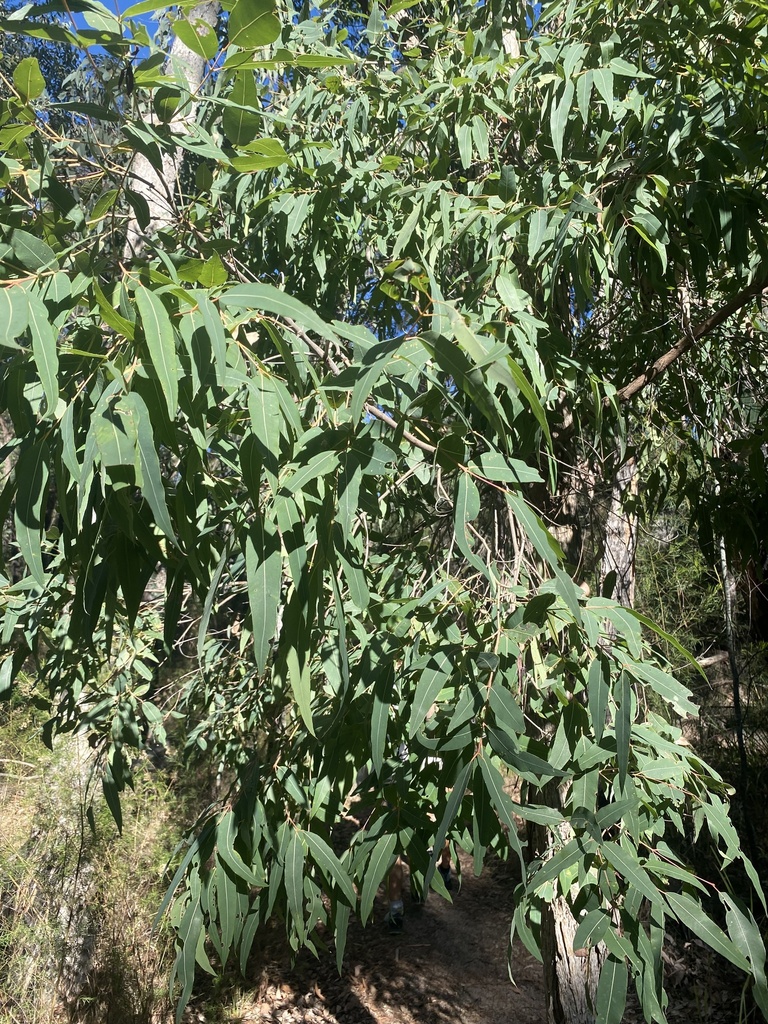 Rough-barked Apple from Girraween, QLD, AU on May 19, 2024 at 09:12 AM ...