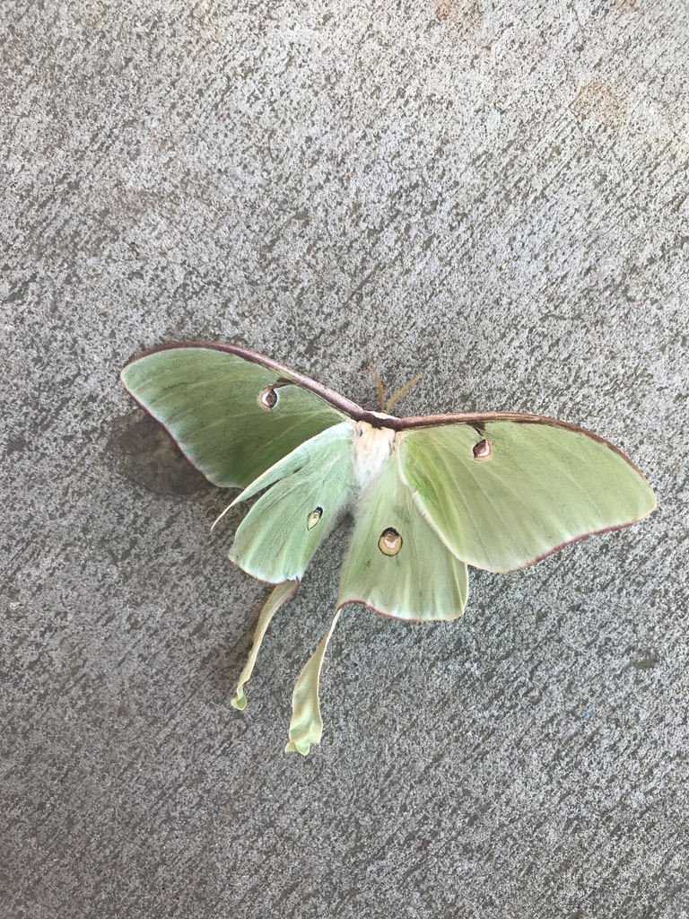 North American Luna Moth from 4701–4923 Sewell Ferry Rd, Cedar Bluff ...