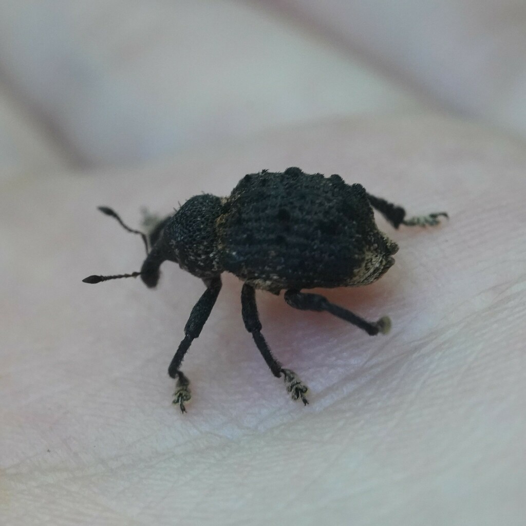 Desmidophorus from 中国上海市松江区外青松公路佘山塔弄口 邮政编码: 201620 on May 18, 2024 at ...