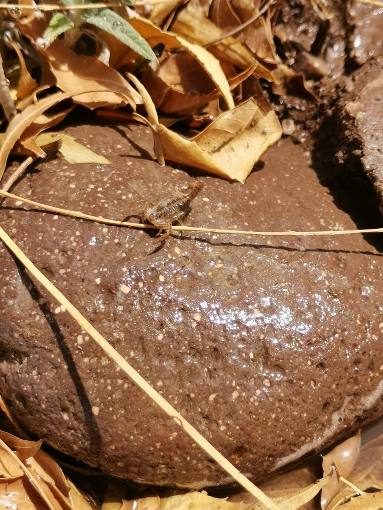 Stripe-tailed Scorpion from 85260 Bácum, Son., México on May 16, 2024 ...