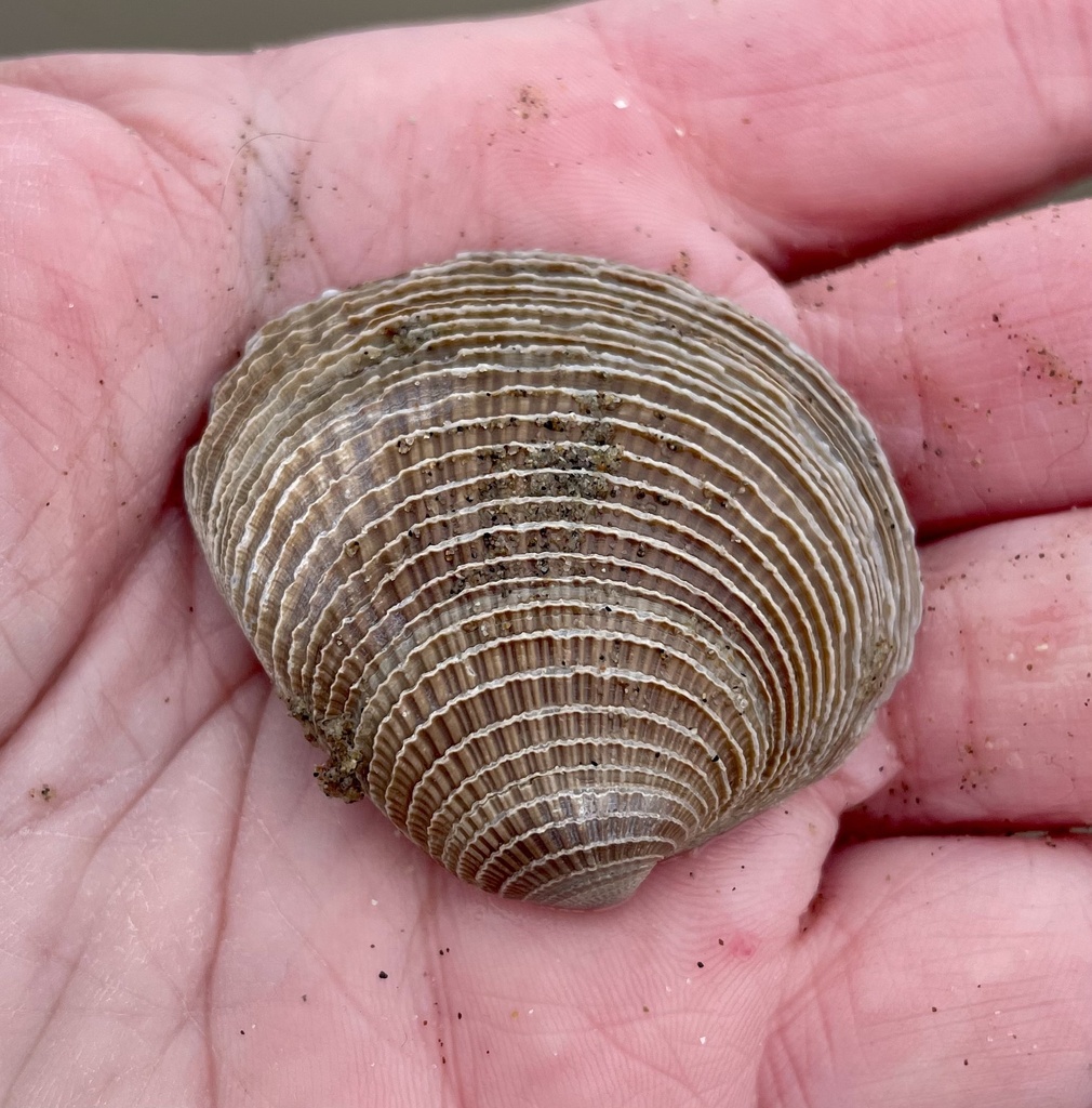 Wavy Chione from Goleta South, Santa Barbara, CA, US on May 18, 2024 at ...