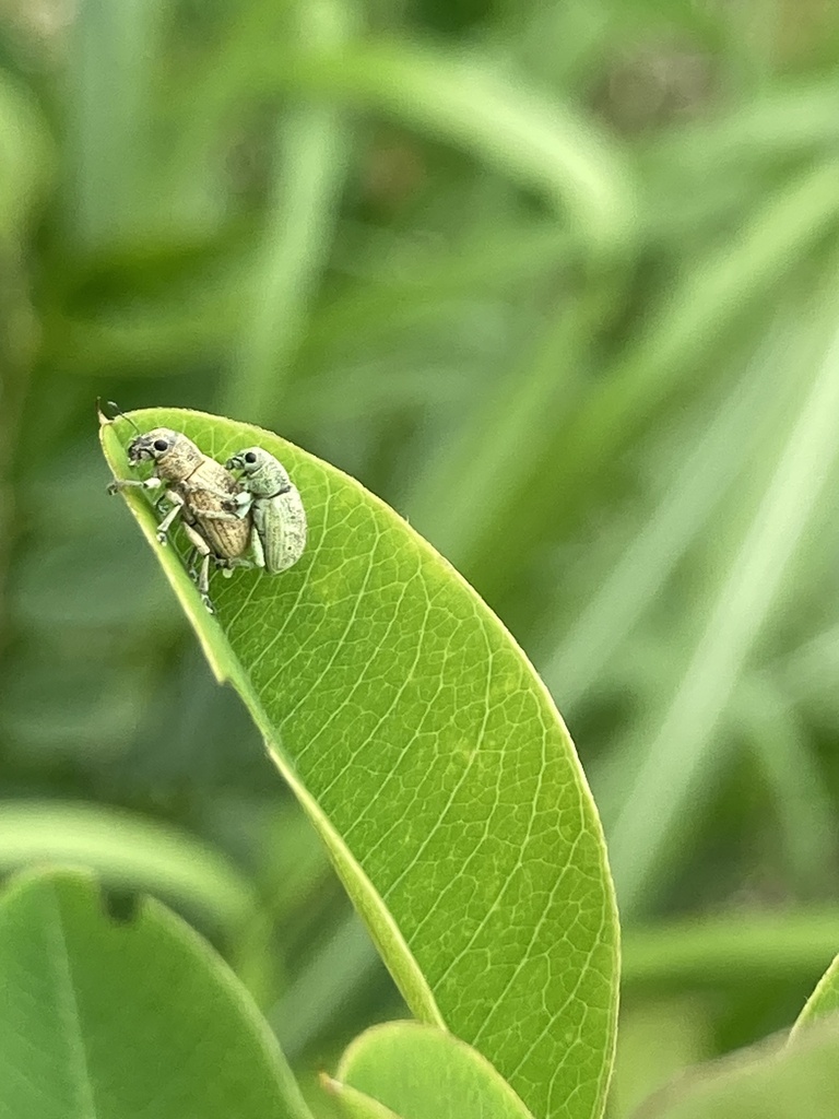 Eugnathus distinctus from 葛西臨海公園, 江戸川区, 東京都, JP on May 19, 2024 at 11: ...