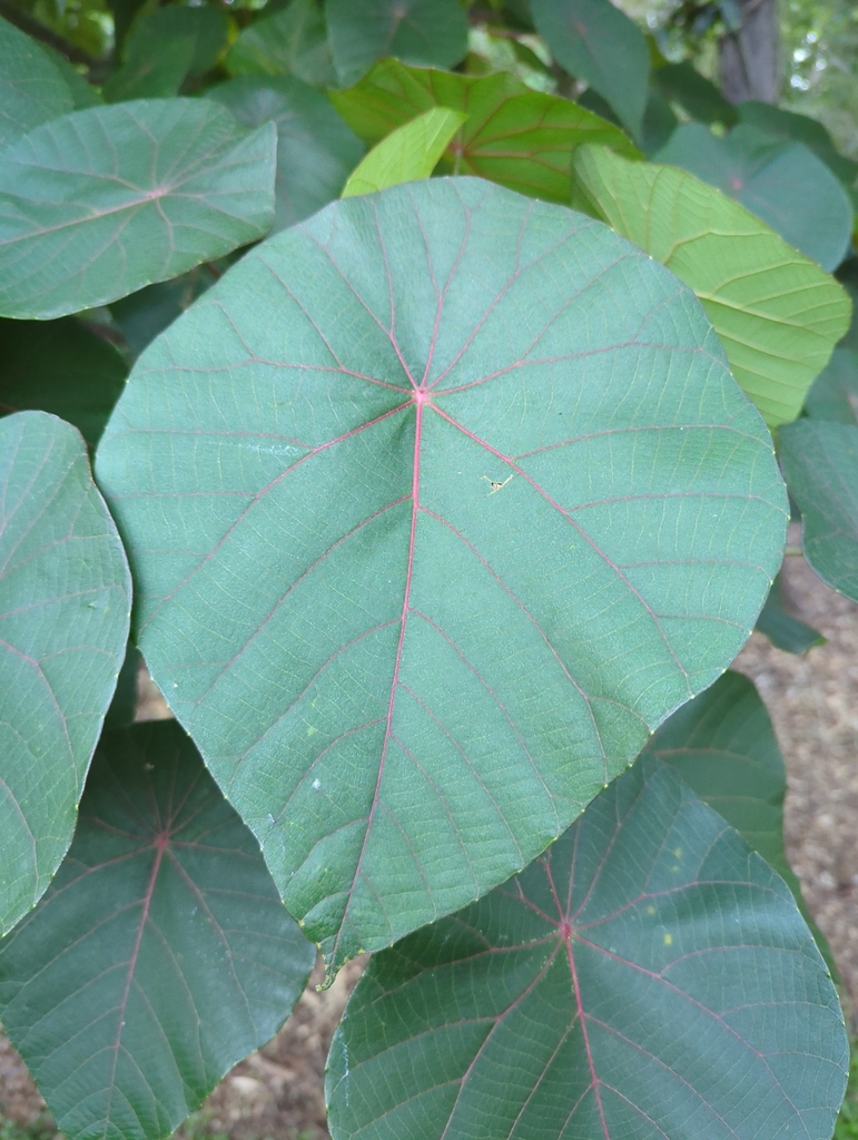 Elephant's Ear from Manly West QLD 4179, Australia on May 19, 2024 at ...