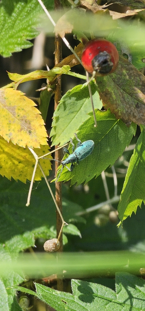 Phyllobius from Norwich NR4 6LY, UK on May 19, 2024 at 11:21 AM by ...
