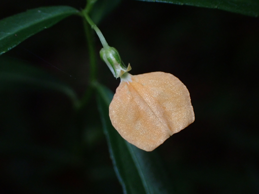 spade flower from Nerang QLD 4211, Australia on April 14, 2024 at 09:03 ...