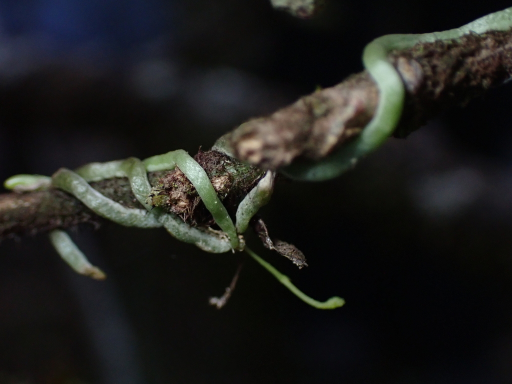 Taeniophyllum muelleri in April 2024 by Jessie · iNaturalist