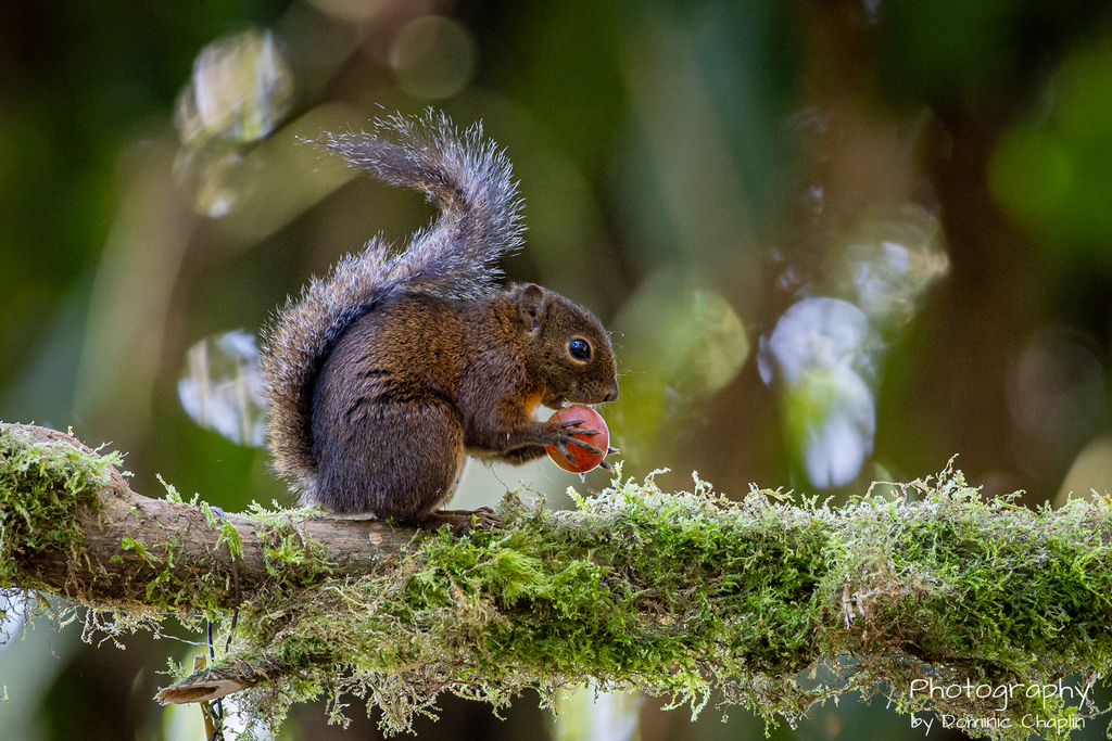 Andean Squirrel from Manizales, Caldas, Colombia on January 26, 2024 at ...