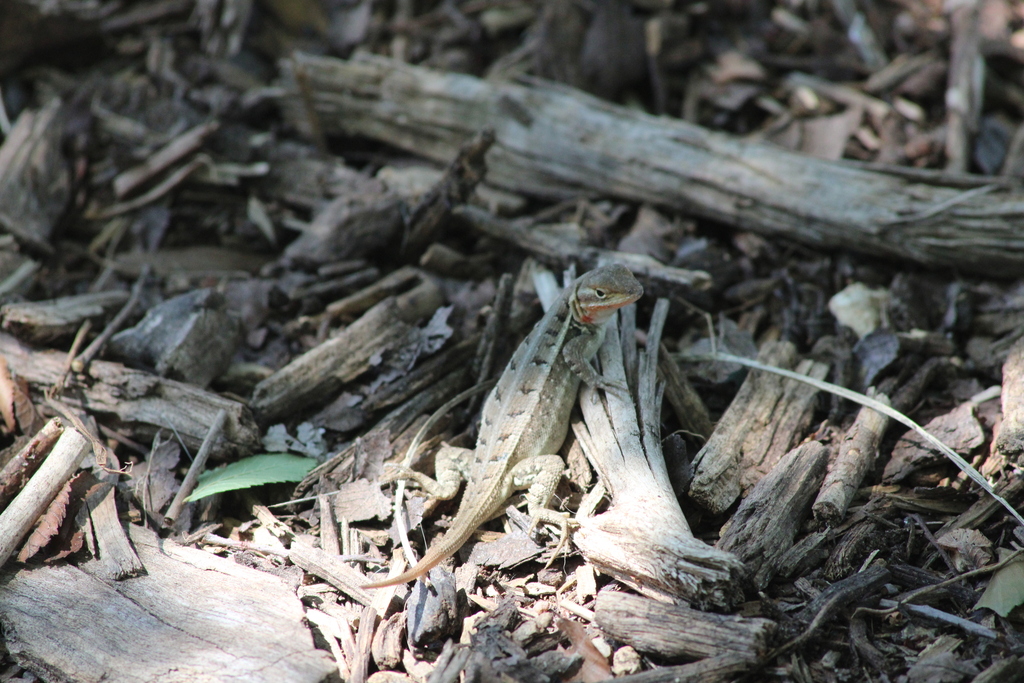 Rose-bellied Lizard from North Central, San Antonio, TX, USA on May 15 ...