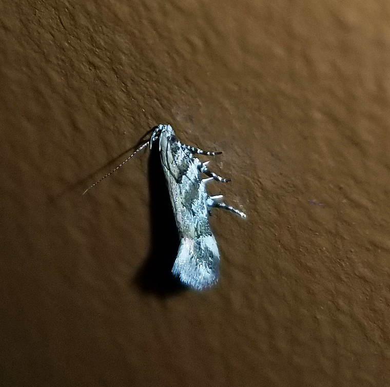 Pink-washed Aristotelia Moth from Fentress County, TN, USA on May 18 ...