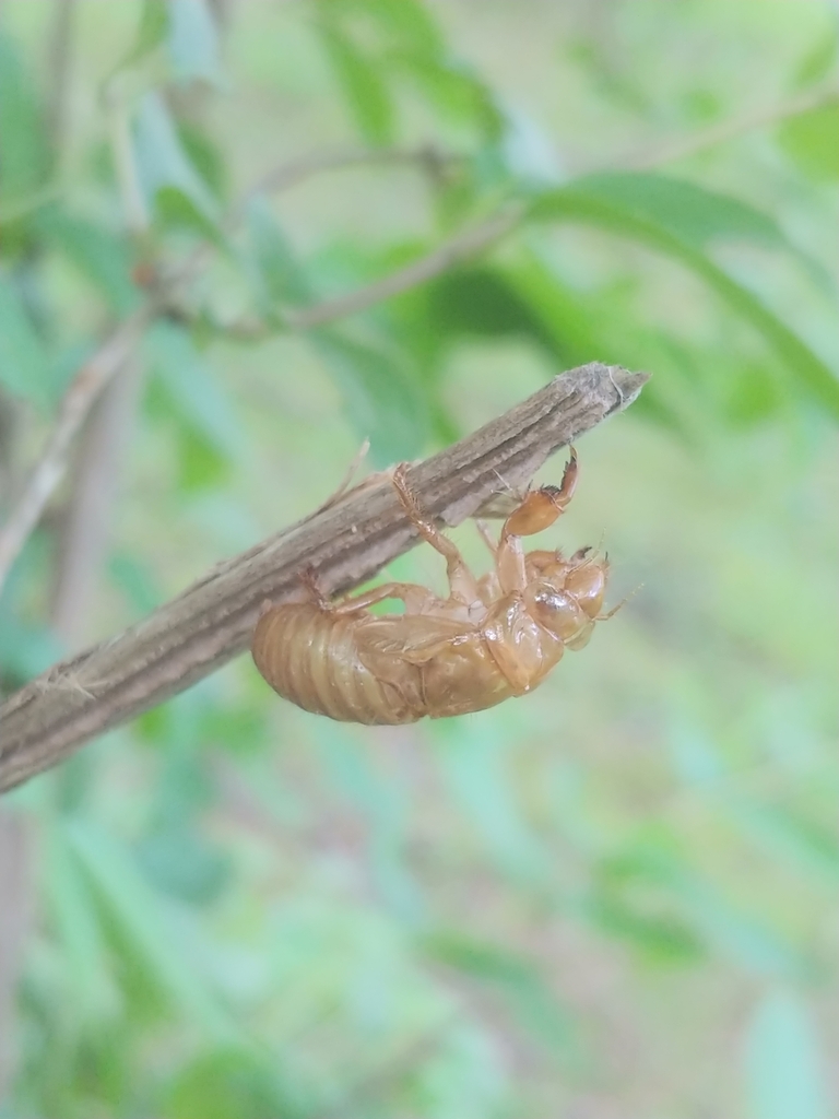 Periodical Cicadas from Spanish Lake, MO, USA on May 19, 2024 at 08:05 ...