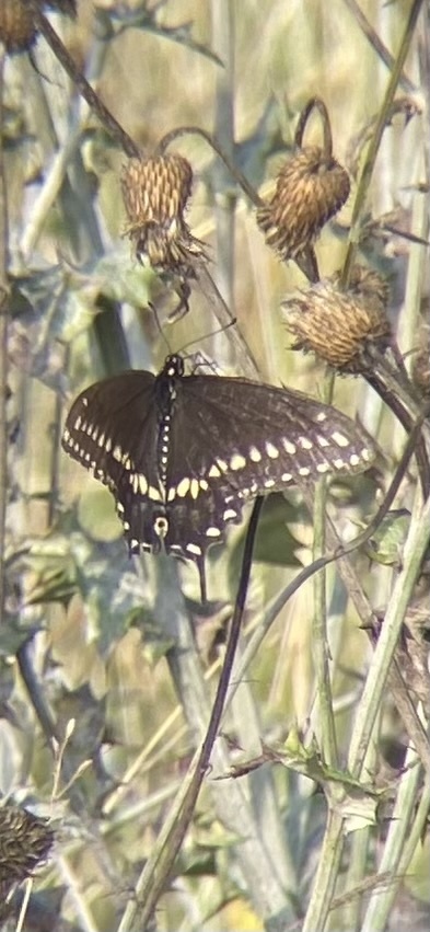 Black Swallowtail from Taft, TX, US on May 19, 2024 at 08:39 AM by ...