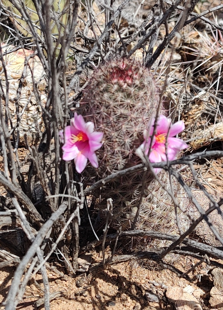 Graham's nipple cactus from Tucson, AZ 85735, USA on April 14, 2024 at ...
