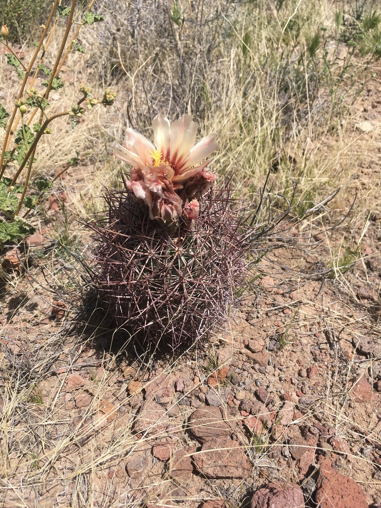 Johnson's Beehive Cactus from Avi Kwa Ame National Monument ...