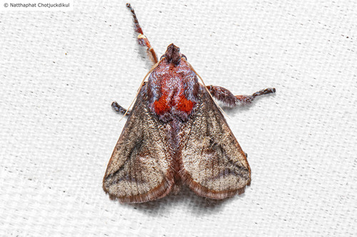 Hyphorma minax · iNaturalist United Kingdom