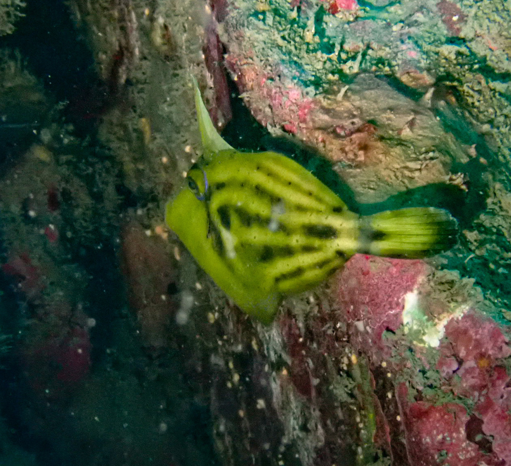 Spectacled Filefish from 北太平洋, 新界, HK on May 19, 2024 at 10:51 AM by JJ ...