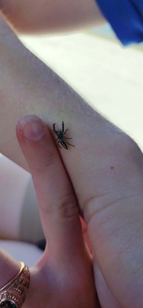 Short-bellied Slender Jumping Spider from Jacksonville, FL 32226, USA ...