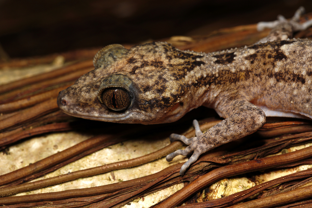 Common Philippine Bent-toed Gecko from Real, Quezon, Philippinen on ...