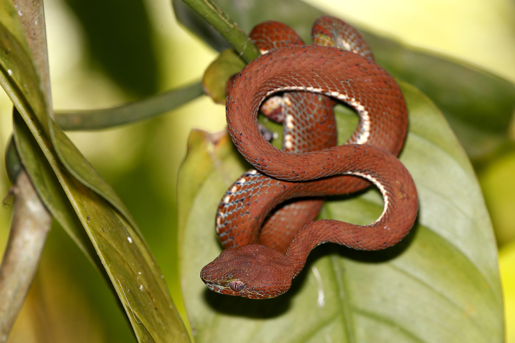 Philippine Pit Viper from Real, Quezon, Philippinen on March 09, 2013 ...