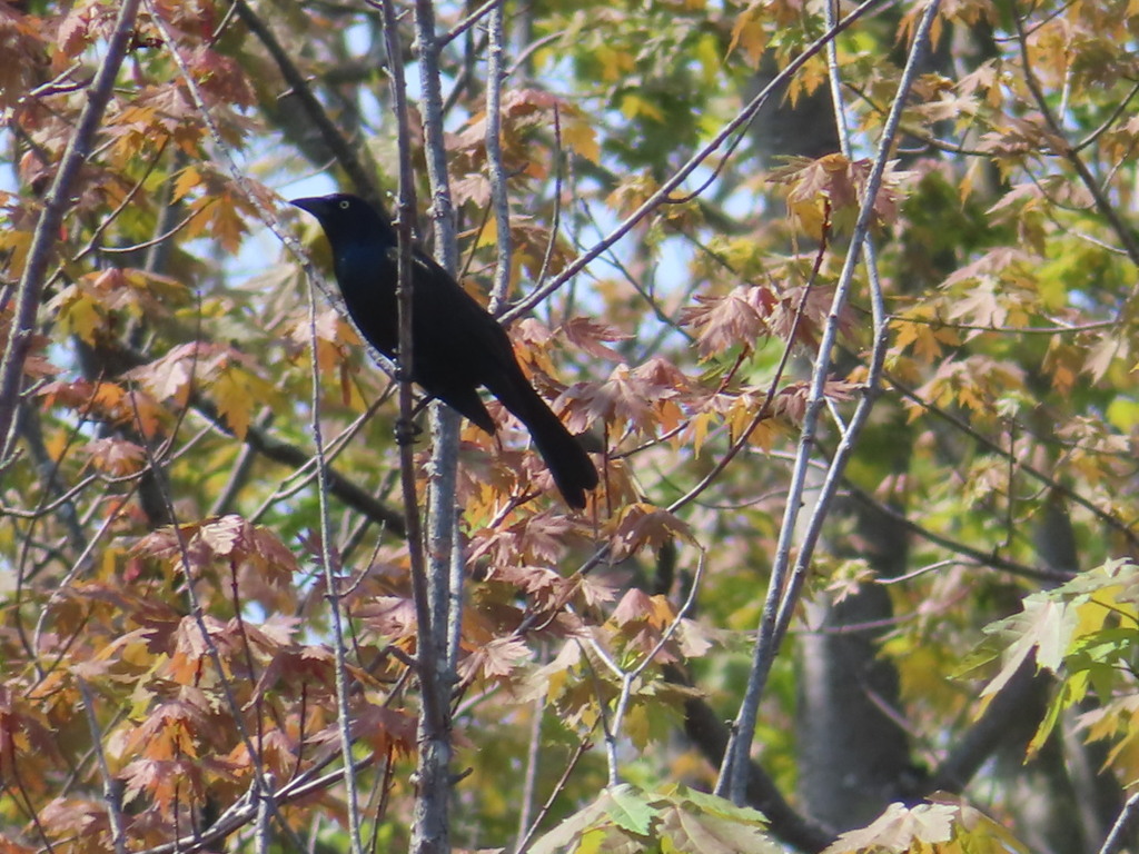 Common Grackle from MaGregor Point on May 19, 2024 at 11:18 AM by Logan ...