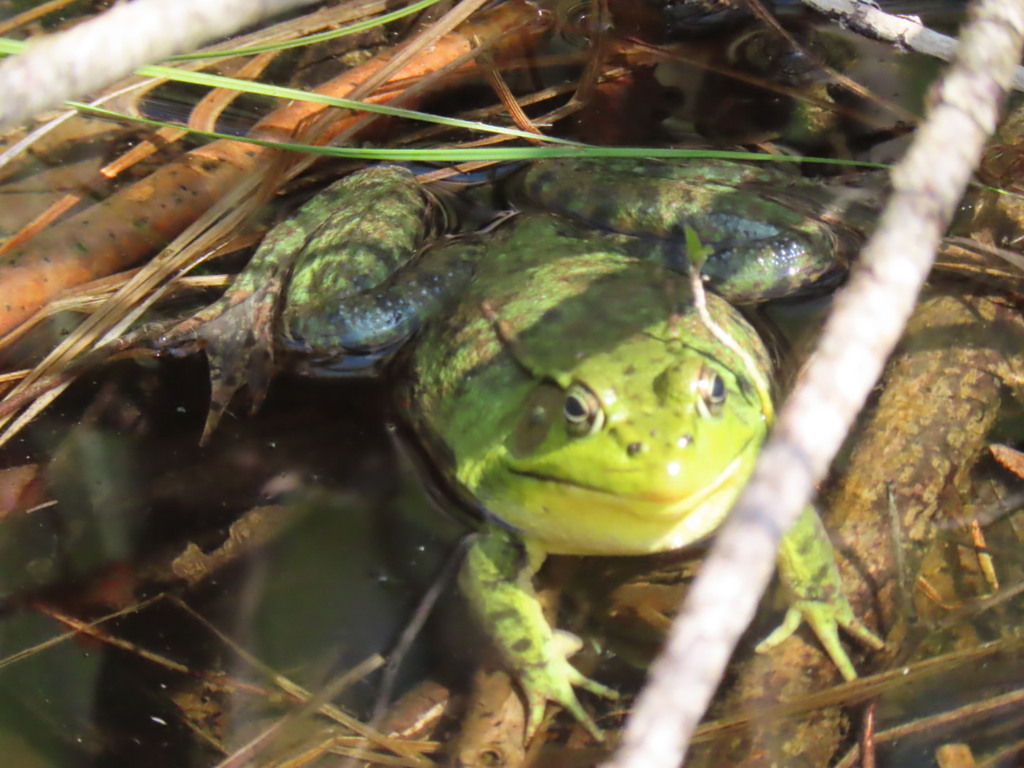 Green Frog from MaGregor Point on May 19, 2024 at 11:16 AM by Logan ...