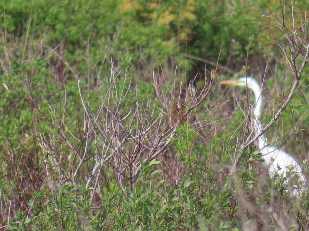 Great Egret from MaGregor Point on May 19, 2024 at 10:20 AM by Logan ...