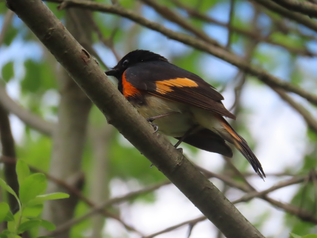 American Redstart from MaGregor Point on May 19, 2024 at 09:48 AM by ...