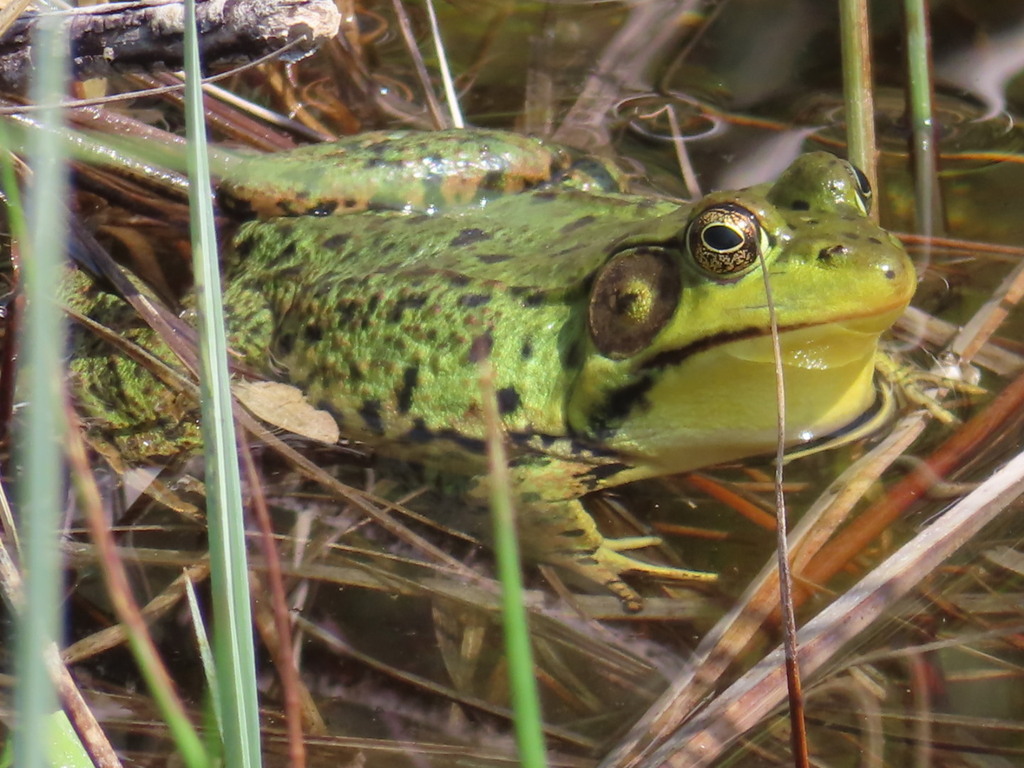 Green Frog from MaGregor Point on May 19, 2024 at 11:15 AM by Logan ...