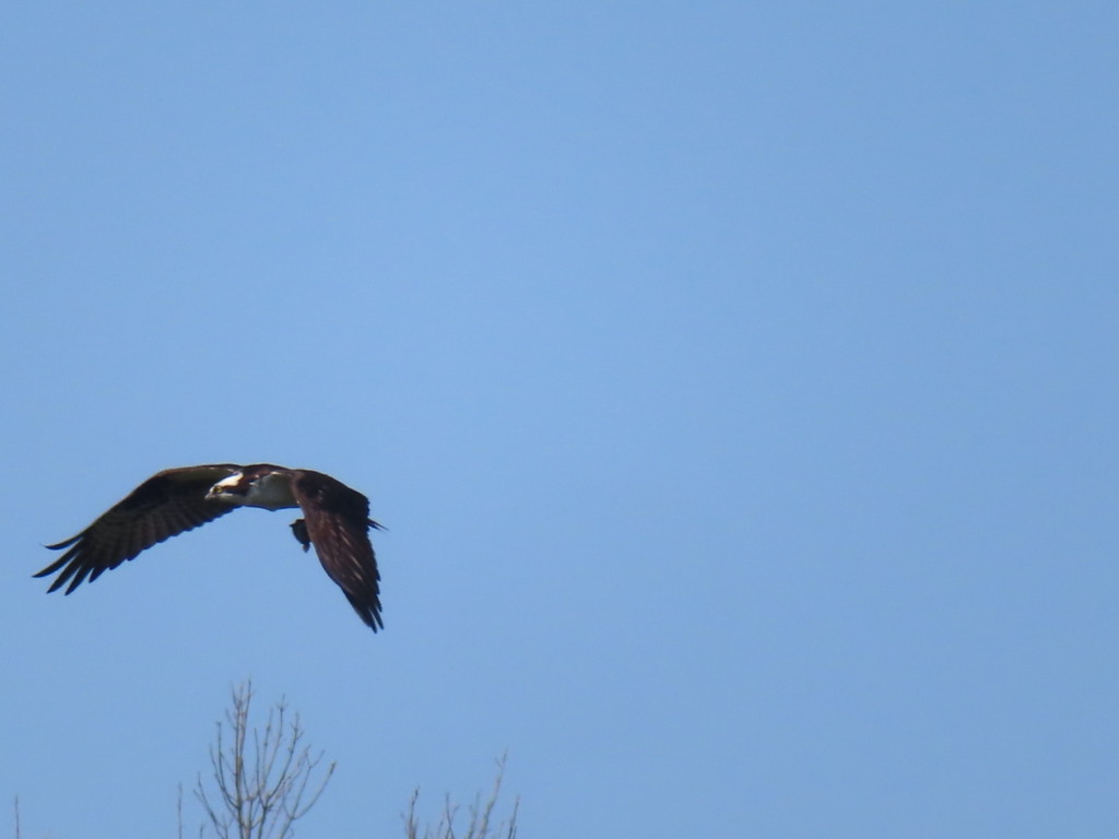 Osprey from MaGregor Point on May 19, 2024 at 10:18 AM by Logan ...