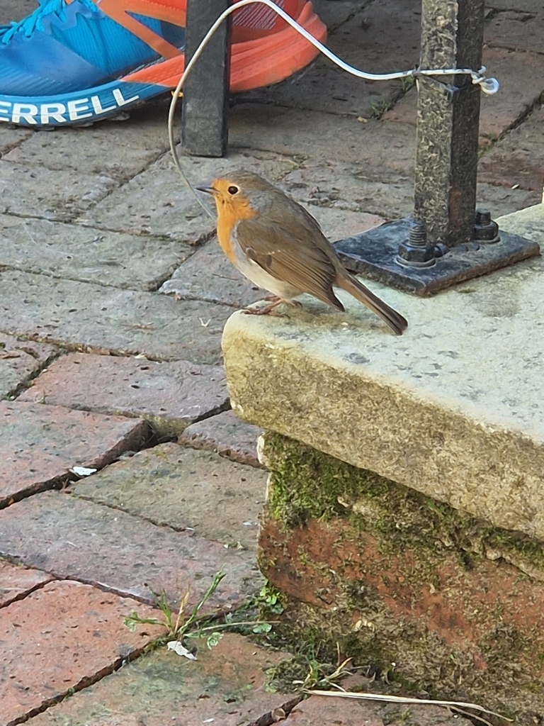 European Robin from Bodnant Gardens, Colwyn Bay LL28 5RE, UK on May 19 ...
