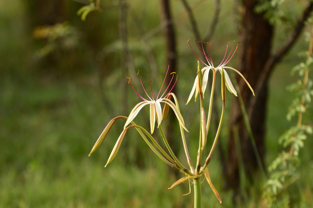 Crinum subcernuum from Kavango East Region, Namibia on April 12, 2024 ...