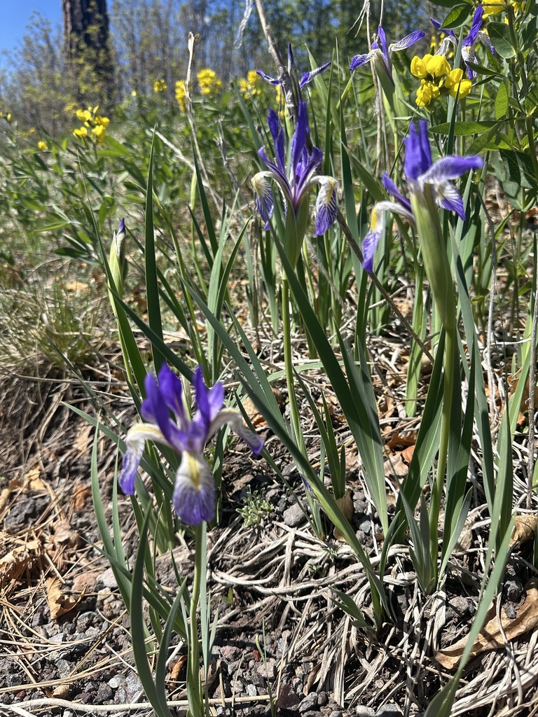 western blue flag from Santa Fe National Forest, Los Alamos, NM, US on ...