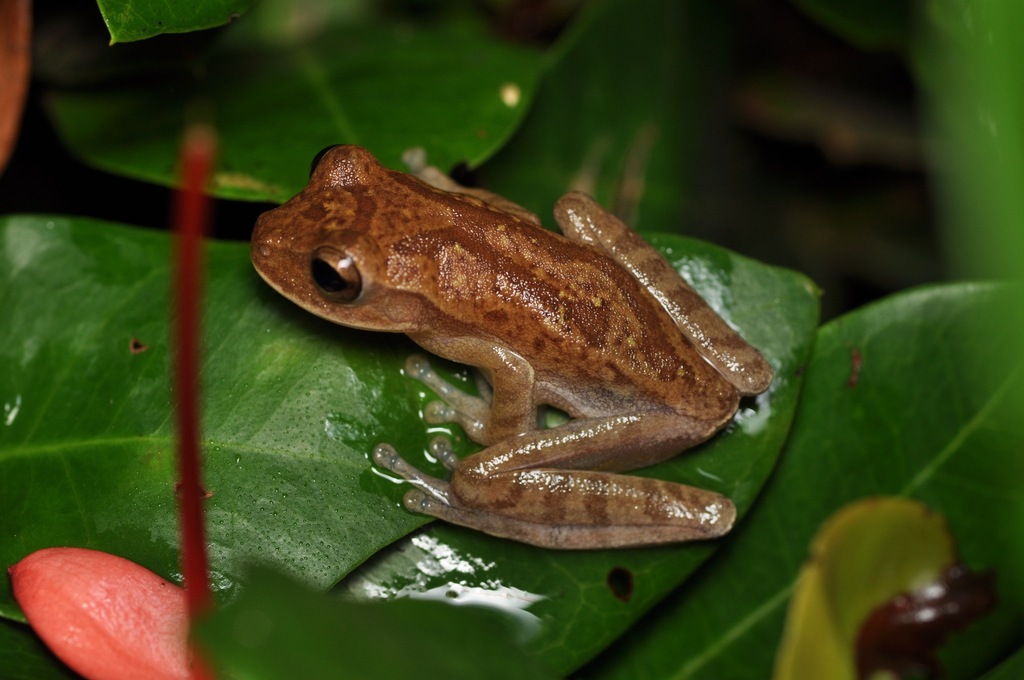 Nicaragua Cross-banded Tree Frog from Provincia de Alajuela, Boca ...
