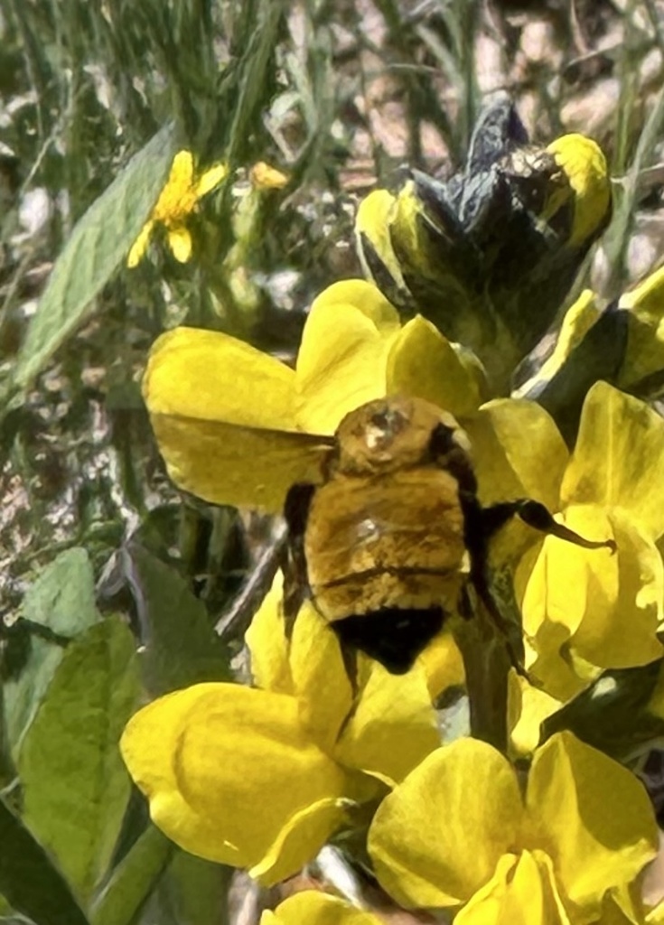 Bumble Bees from Santa Fe National Forest, Los Alamos, NM, US on May 19 ...
