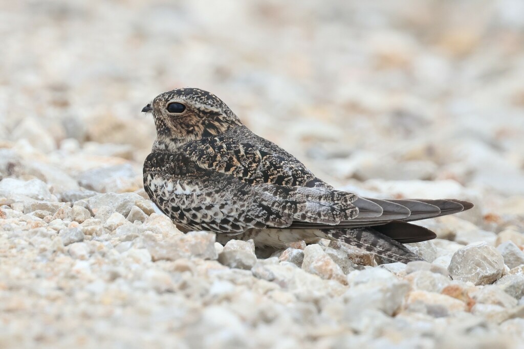 Common Nighthawk from Chambers County, TX, USA on May 5, 2024 at 11:31 ...