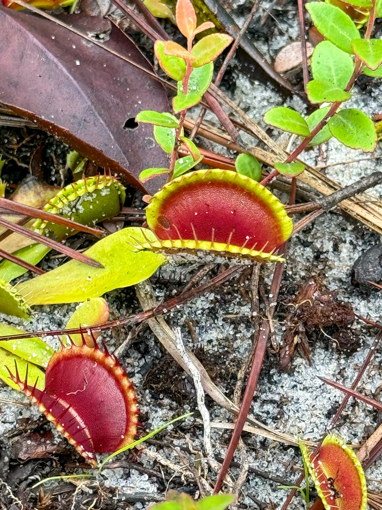 Venus flytrap in May 2024 by Heather Hart · iNaturalist